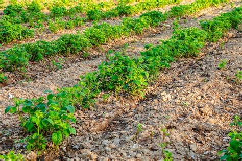 Premium Photo Unripe Raspberry Fields