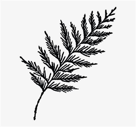 Cedar Tree Drawing Free Download On Clipartmag