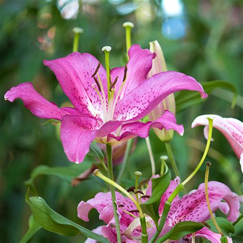 گل اورینتال فروشگاه رز سیاه