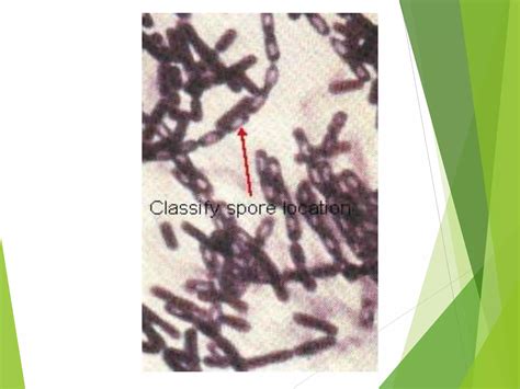 Structure Of Bacteria Ppt N Pptx
