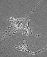 La Ciencia De La Vida Microbios Animados