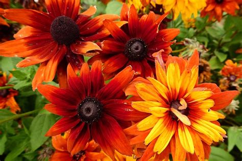 Colorful Flowers Beauty Nature Free Photo On Pixabay Pixabay