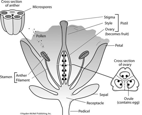 Bisc 163 Lab Practical 2 Flashcards Quizlet