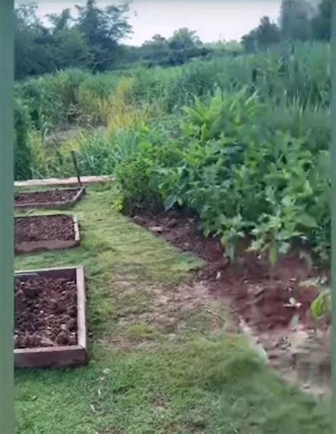 ส่องชีวิต เวียร์ วิกกี้ หลังแต่งงาน ล่าสุดปลูกผักสวนครัวไว้กินเอง