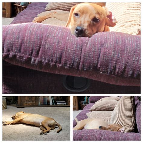 My Lazy Summer Days By Scout I Am Now A Year Old Since Last Month… By Diana Pippin Good