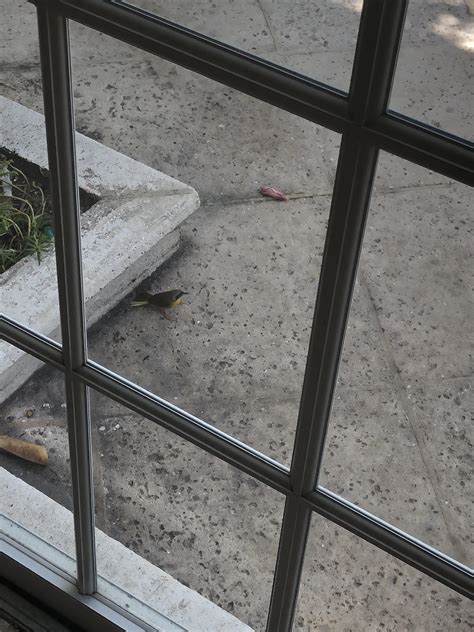 Little Guy Made A Loud Thunk When He Fell From God Knows Where What Is