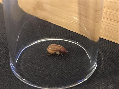 Whos This Cute Guy R Whatsthisbug