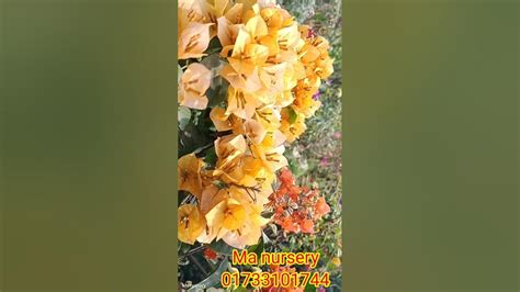 বাগান বিলাস ফুল গাছ বিক্রি করে Shortvideo বাগান বিলাস ফুল গাছ Viral Ma Nursery Flowers