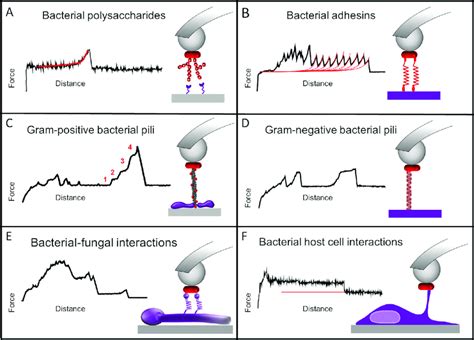 Single Cell Force Spectroscopy Method To Decipher Bacterial Adhesion Download Scientific