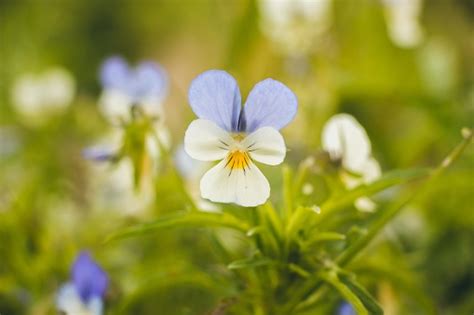 여러 색상과 밝은 꽃잎의 작은 아름 다운 꽃 마을의 가장자리에 잔디에 자 랍니다 그는 부드럽게 여름 태양의 부드러운 광선에 목욕 그것은 이제까지 더 높은 하늘을 향해 확산