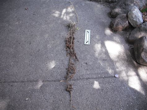 The Perennial Agriculturalist Spring Wheat Root System