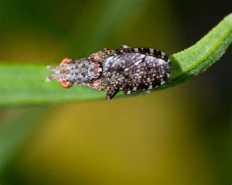 Colorado Bug For Id Dictya Bugguide Net
