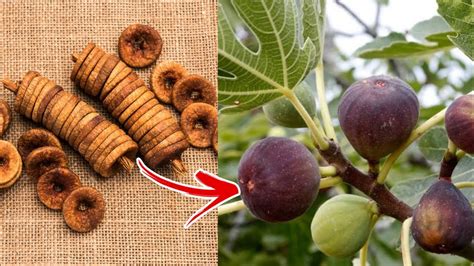 How To Grow Fig Anjeer Tree At Home Youtube