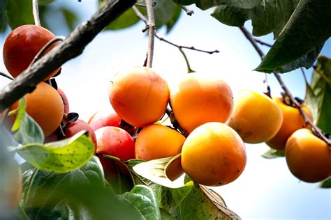 Fuyu Persimmon Tree For Sale Buying Growing Guide Trees Com