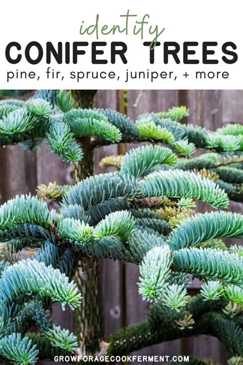 How To Identify Conifer Trees Pine Fir Spruce Juniper And More Conifer Trees Tree