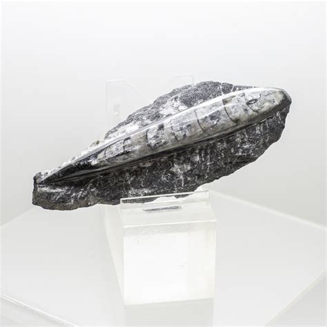 Shop Orthoceras Fossil Ancient Mollusk Relic