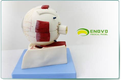 Enovo颐诺 医学教学模型人体 眼球构造放大模型 眼科 眼睛模型 阿里巴巴