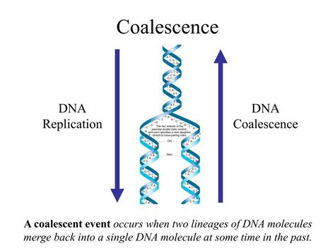 Ppt Coalescence Powerpoint Presentation Free Download Id 3836534