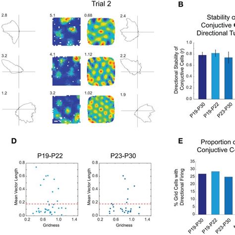 The Development Of Grid Firing In Individual Mec Cells Ab Firing