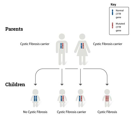 Cystic Fibrosis Causes Nhlbi Nih