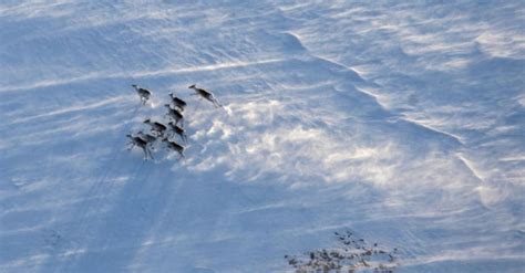 Stropers En Klimaatverandering Bedreigen Wilde Rendieren In Rusland