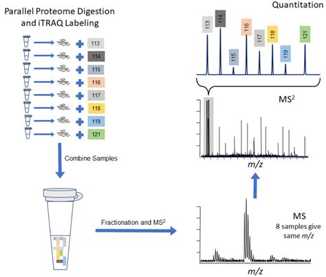 The Isobaric Tag For Relative And Absolute Quantitation Itraq
