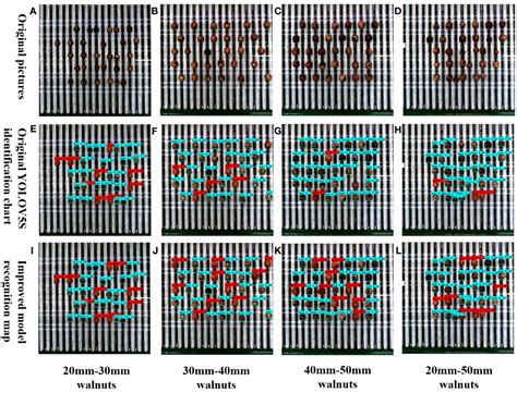 Frontiers Rapid And Accurate Detection Of Multi Target Walnut