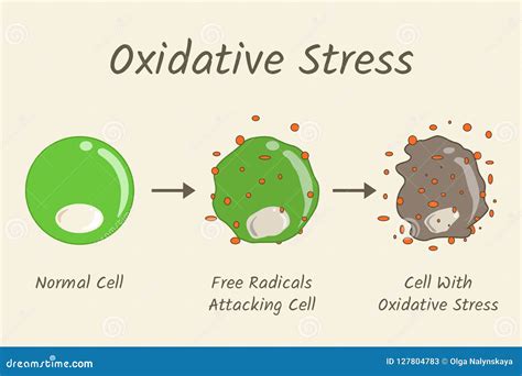 Oxidative Stress Diagram Stock Vector Illustration Of Chronic 127804783
