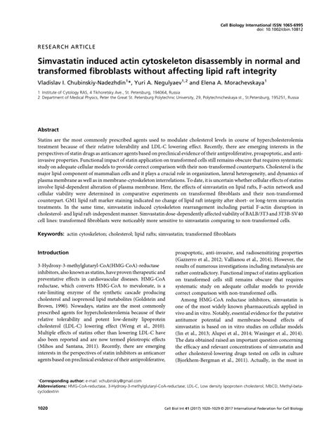 Pdf Simvastatin Induced Actin Cytoskeleton Disassembly In Normal And Transformed Fibroblasts