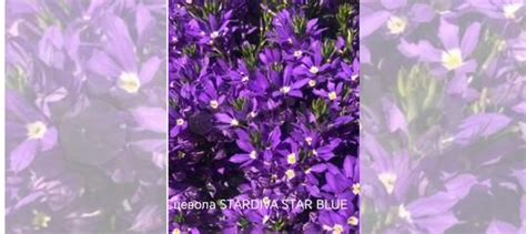 Сцевола черенки купить в Самаре Товары для дома и дачи Авито