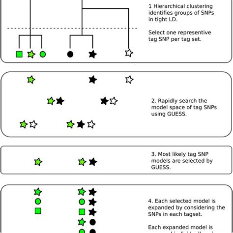Overview Of The Fine Mapping Tailored Stochastic Search Strategy In