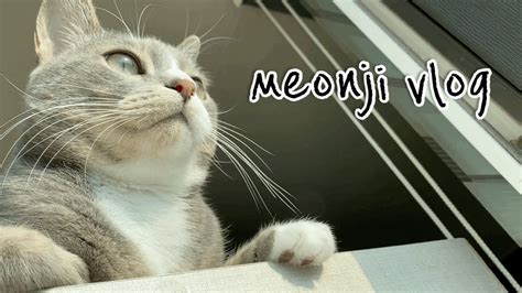 세상에서 제일 잘생긴 고양이 내가 바로 조먼지 Youtube