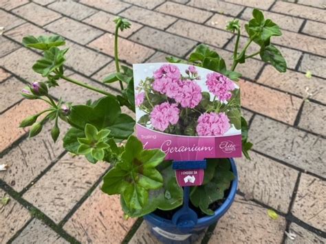 Geranium Ivy Lavender 140mm The Garden Feast