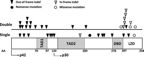 Location And Type Of Mutation Detected In Cebpa Single Mutant And Download Scientific Diagram