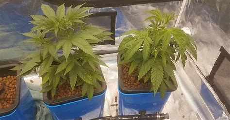 Need Some Advice On Why My New Growth Is Slow And Looking Kinda Wilted