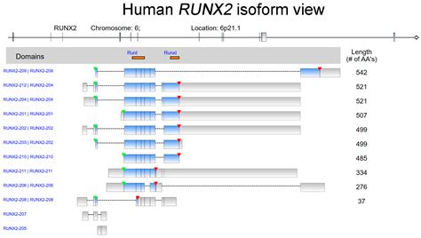 Runx2 And Cancer