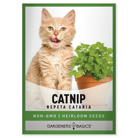 Catnip Seeds