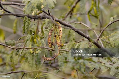 콩과 식물 가족의 맨 가지에 매달려있는 녹색 씨앗 꼬투리 아마도 Mimosa 속 0명에 대한 스톡 사진 및 기타 이미지 Istock