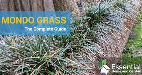 How To Grow And Care For Mondo Grass In Your Garden