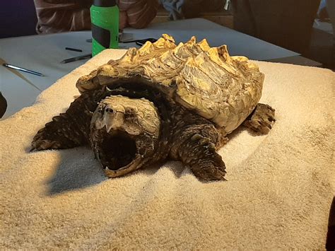 Snapping Turtle Posing For My Art Class R Turtle
