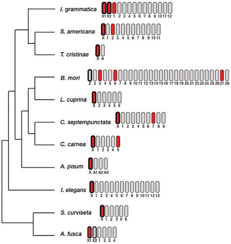 Homology Of X Chromosomes Across Insects Phylogeny Is Adapted From Download Scientific Diagram