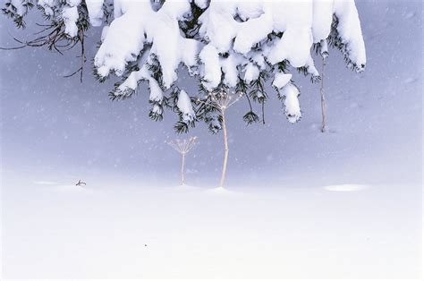 Americanature Cow Parsnip Winter Blanket