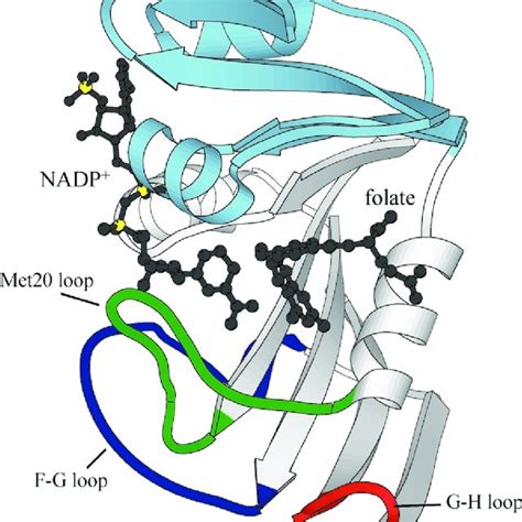 Pdf Structure Dynamics And Catalytic Function Of Dihydrofolate Reductase