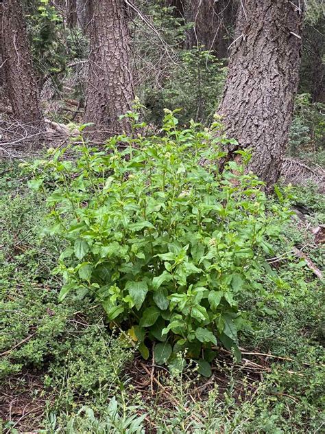 Aconogonon Phytolaccifolium Calflora