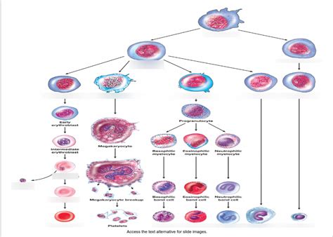 Biol 206 Ch 19 1st Ch Lecture Quiz Diagram Quizlet