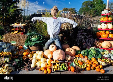 Autumn Autumnal Fall Harvest Food Edible Garden Crop Crops Display