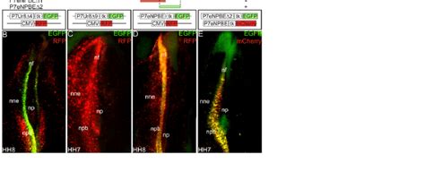 Deletion Analysis Identifies The Minimal Element Necessary And Download Scientific Diagram