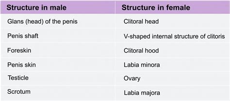 Chapter Sex Differentiation Anatomy And Physiology Introduction To Human Sexuality