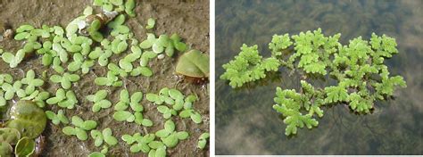Classification Of Azolla Azolla Foundation