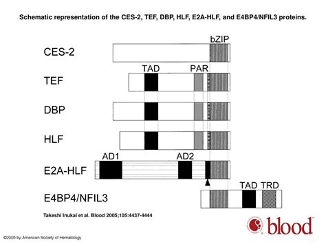 Tef An Antiapoptotic Bzip Transcription Factor Related To The